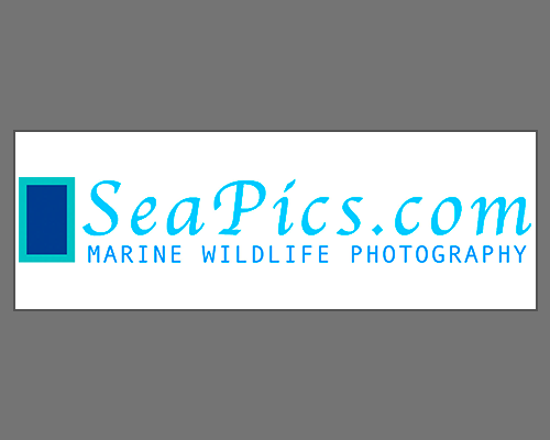 Diplom-Biologe Kai Velling - SEA PICTURES UW-Fotografie