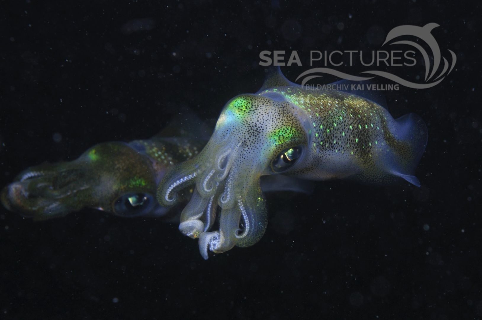 Kategorie | SEA PICTURES - Kai Velling