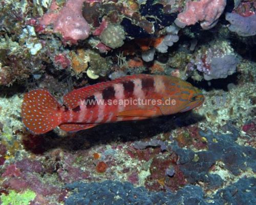 Bildarchiv UW-Fotografie - SEA PICTURES Kai Velling